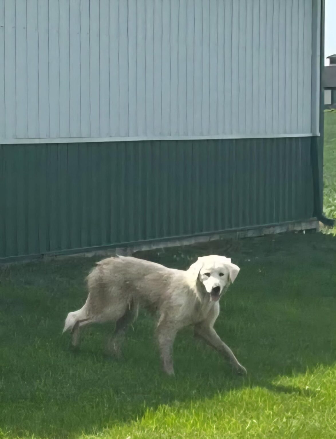 100 Miles and Counting: Community Rallies to Bring Home Runaway ...