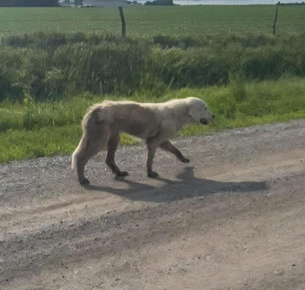 100 Miles and Counting: Community Rallies to Bring Home Runaway ...