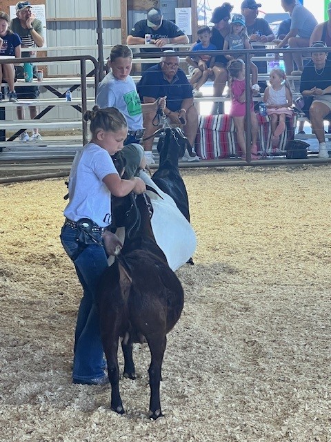 Champions Crowned in First Goat Show at Lee County Fair – KILJ Radio